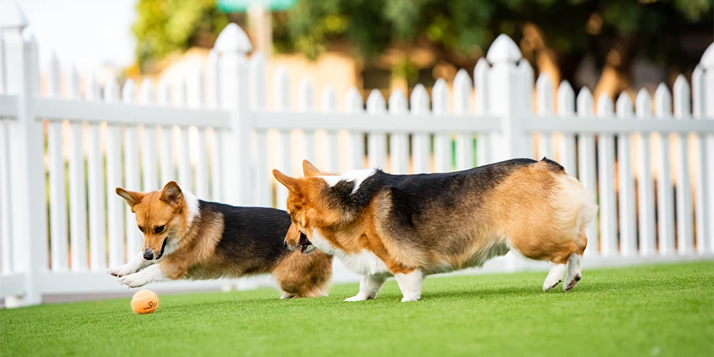 Dog Parks & Pet Areas - Southern Greens